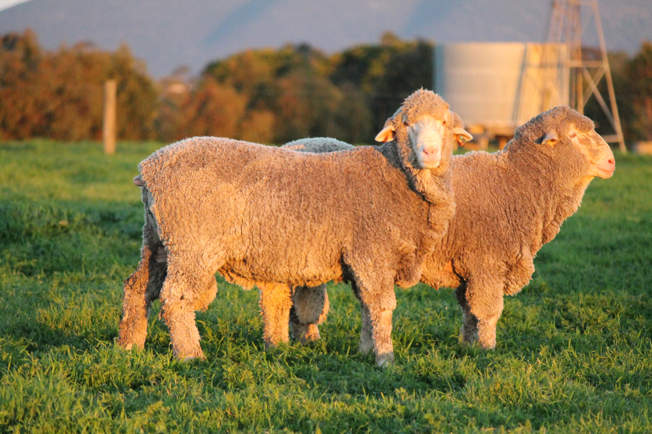 Goldalea Poll Merino Stud